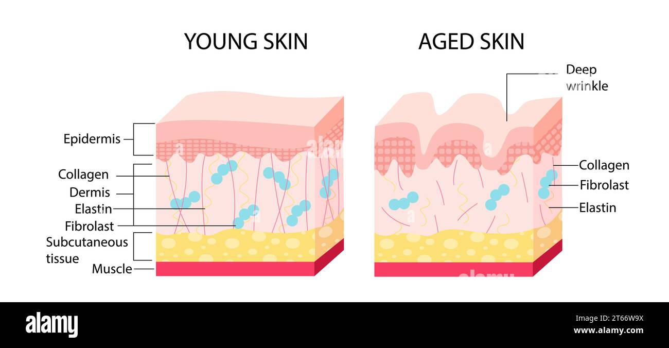 Young old skin illustration Stock Vector Images - Alamy