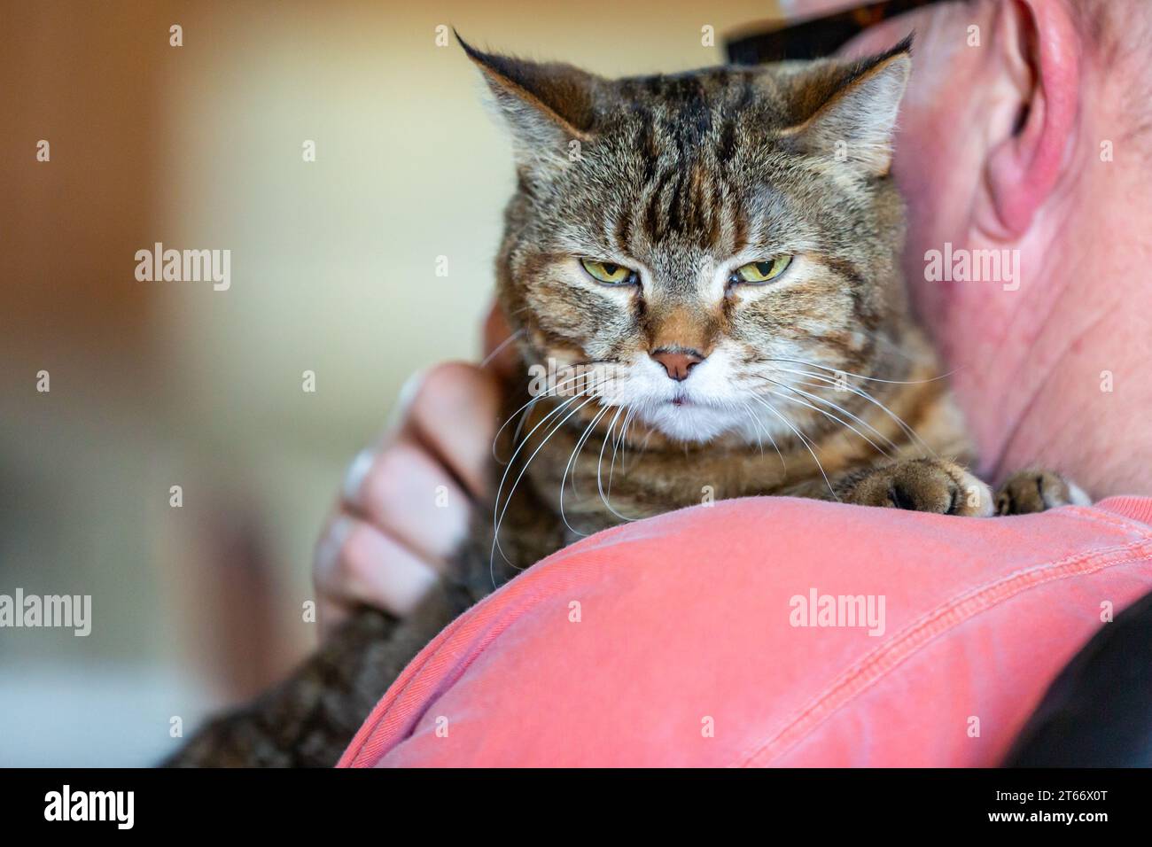 A pet tabby cat looks over the shoulder of a man holding her Stock ...