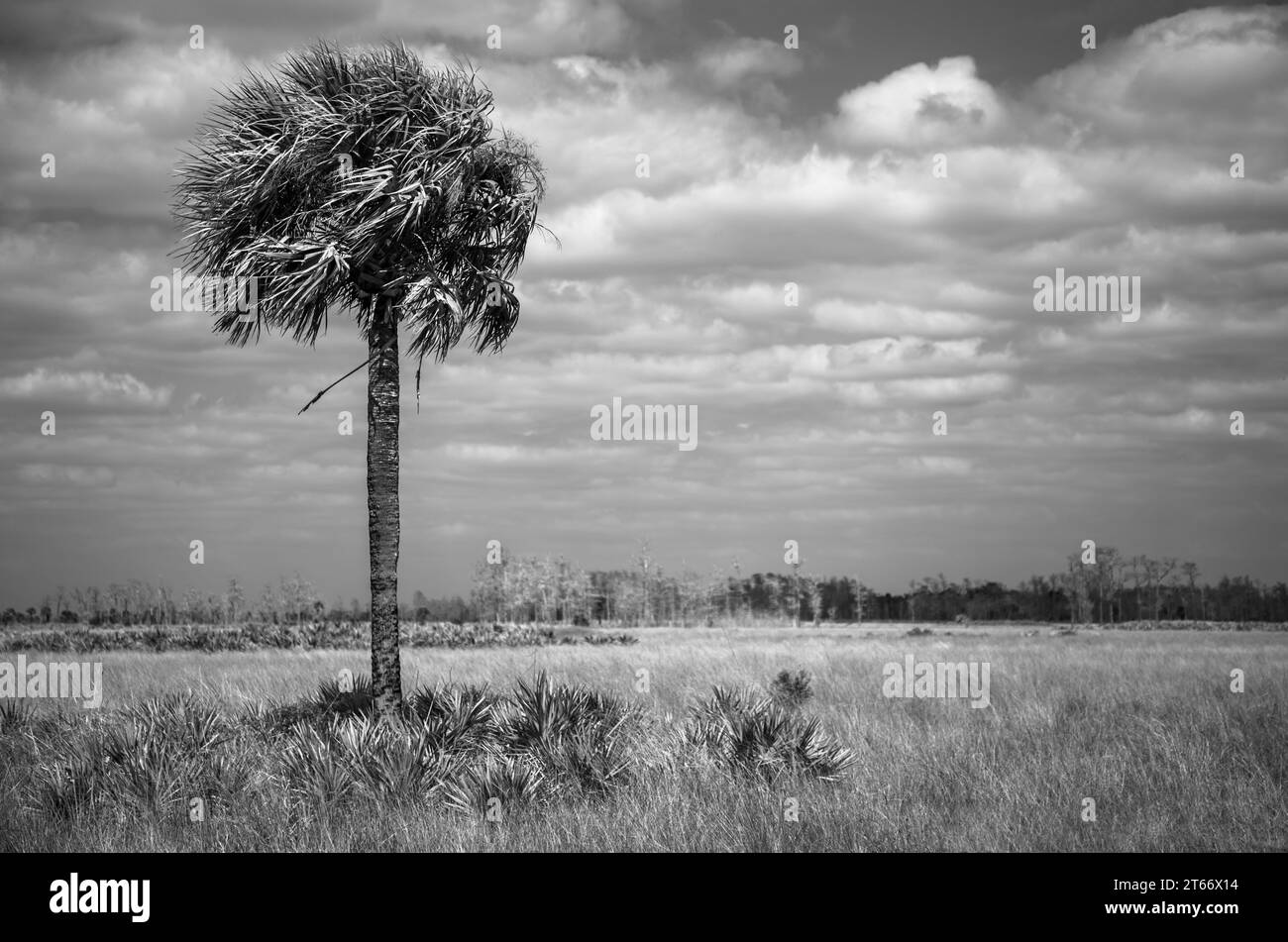 Palmetto tree in black and white from the Florida Everglades Stock ...