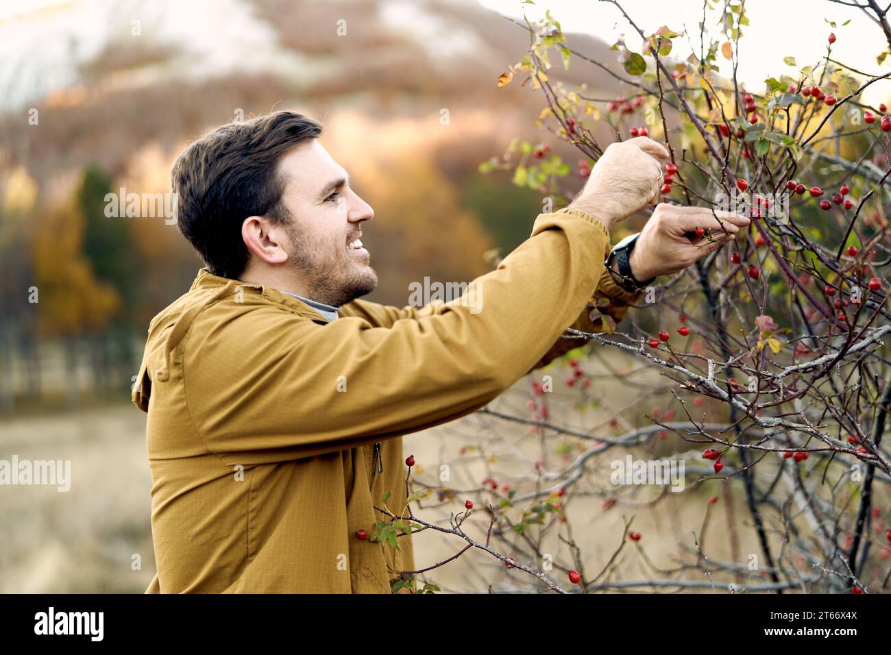 Smiling gardener picking ripe rose hips from a bush in the garden. Side ...