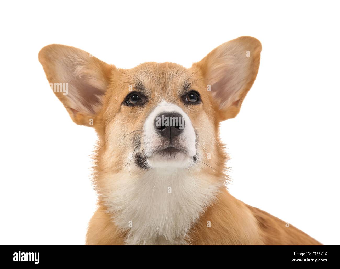 Cute Corgi dog isolated on white background Stock Photo - Alamy
