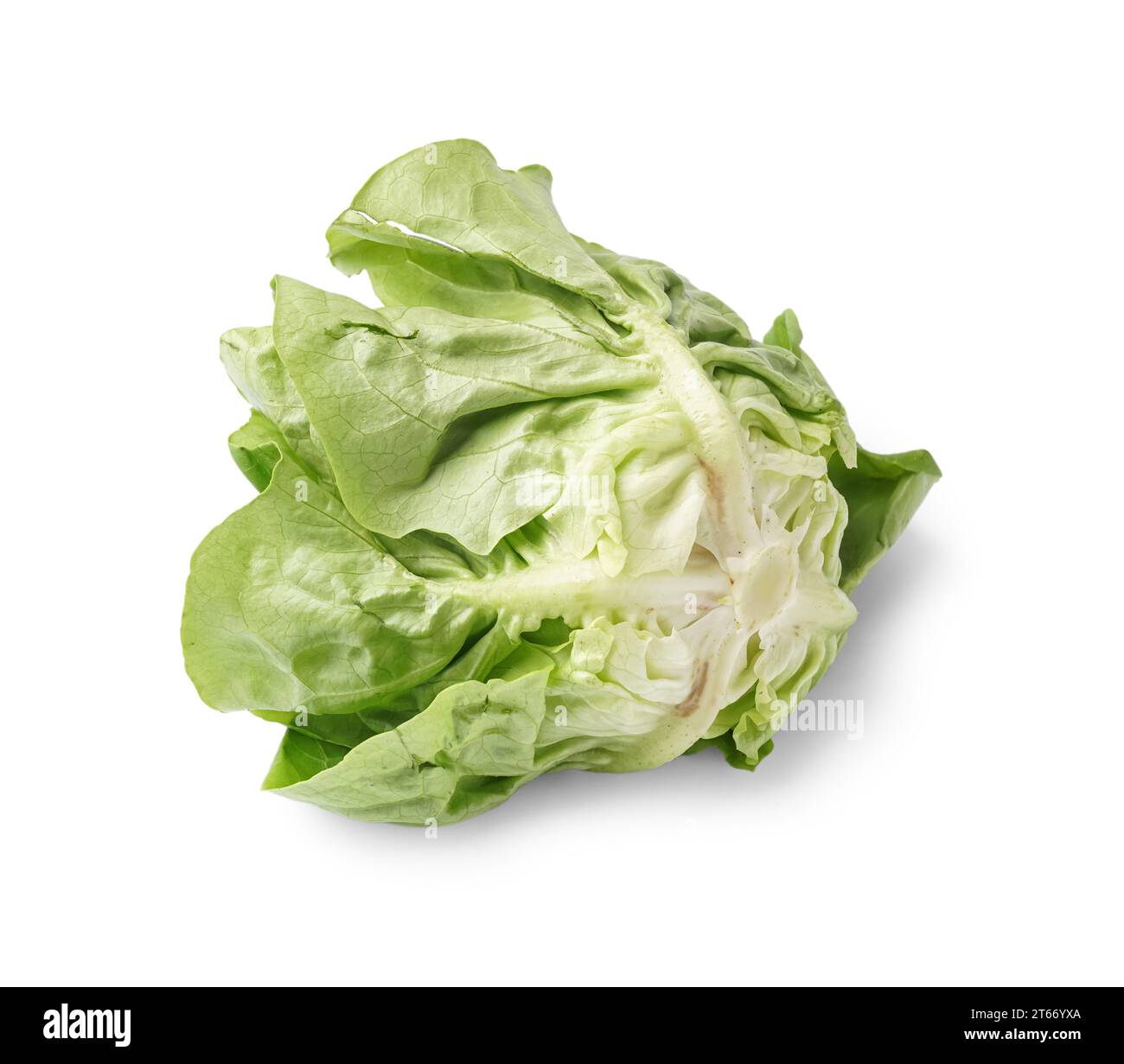 Fresh Boston lettuce on white background Stock Photo - Alamy