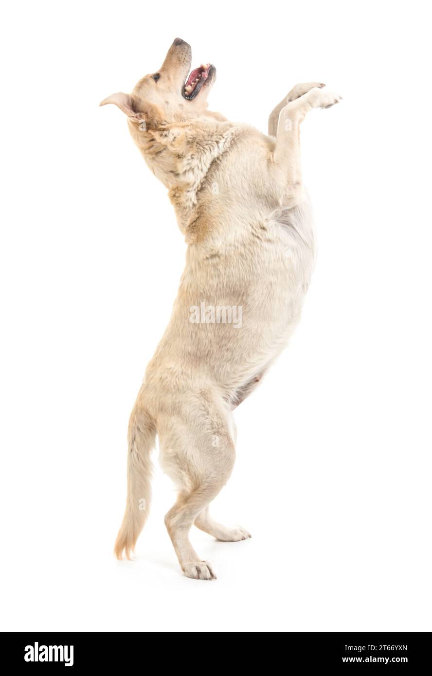 Cute Labrador dog jumping on white background Stock Photo - Alamy
