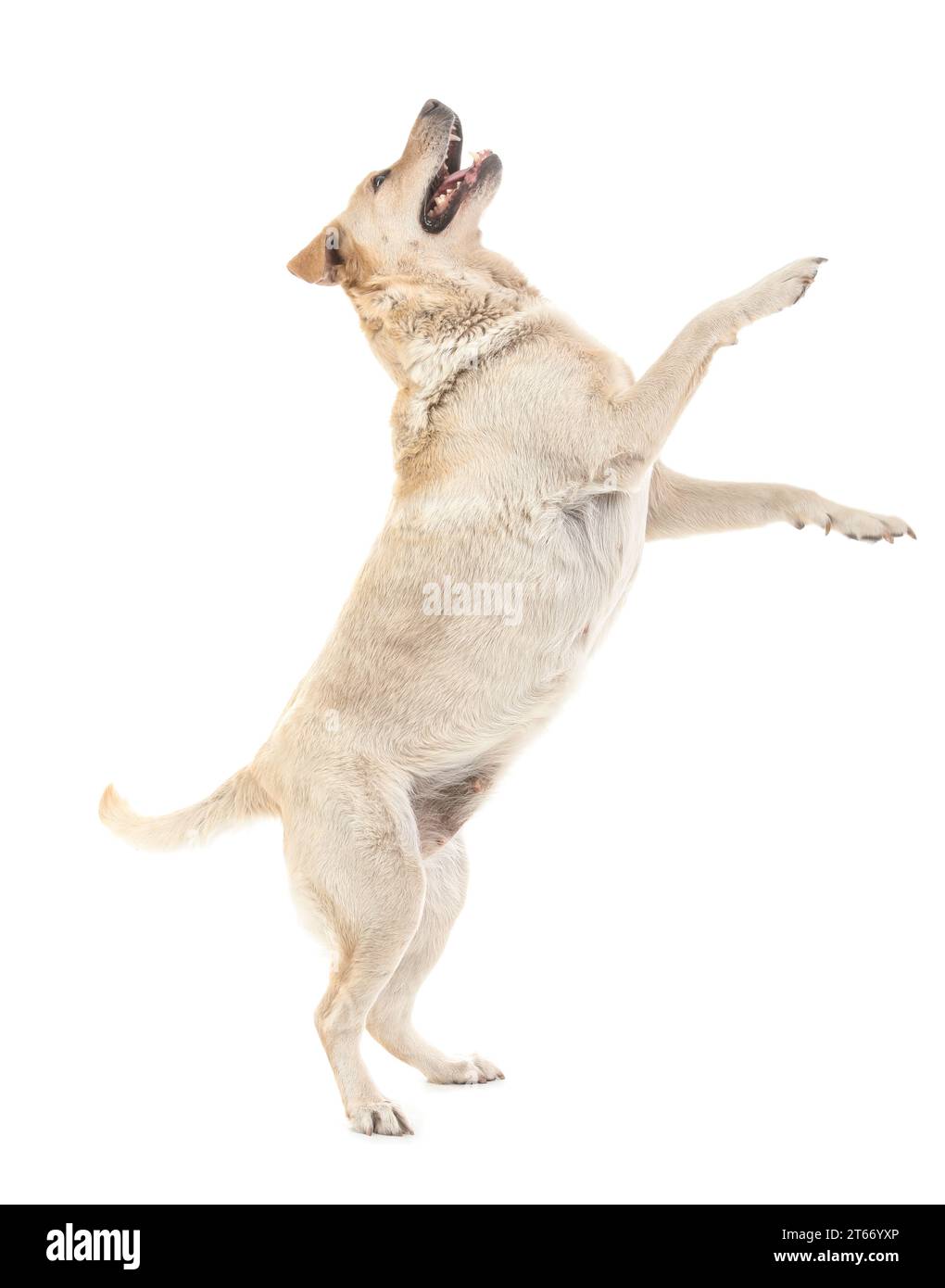 Cute Labrador dog jumping on white background Stock Photo - Alamy