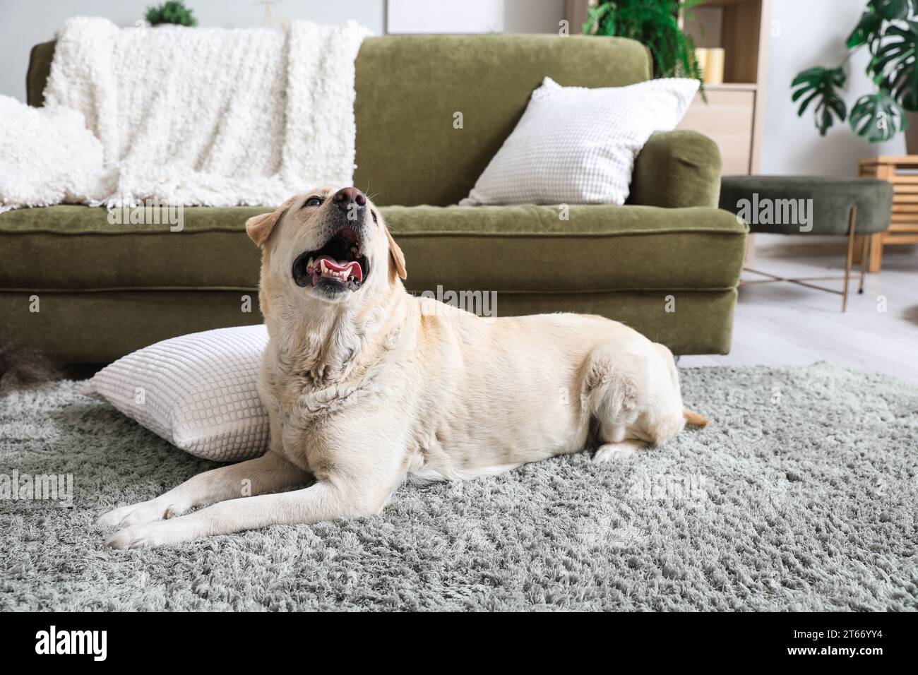 Cute Labrador dog lying on carpet in living room Stock Photo - Alamy