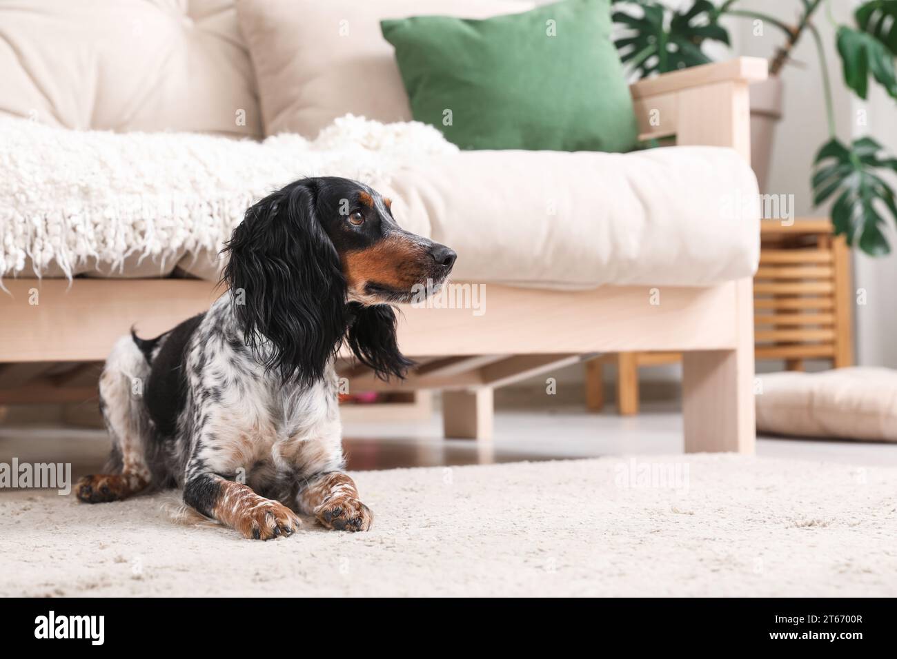 Cute cocker spaniel dog lying on carpet in living room Stock Photo - Alamy