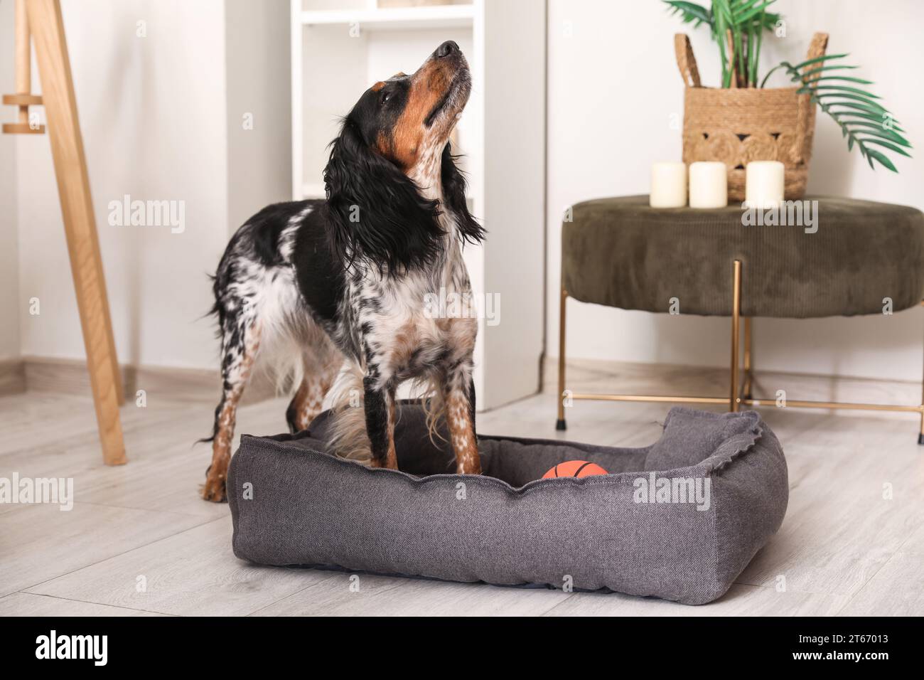Cute cocker spaniel dog with toy ball and pet bed in living room Stock ...