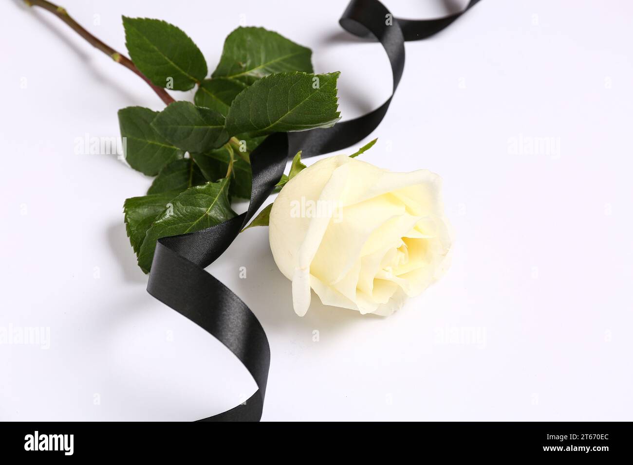 Black mourning ribbon and rose on white background Stock Photo - Alamy