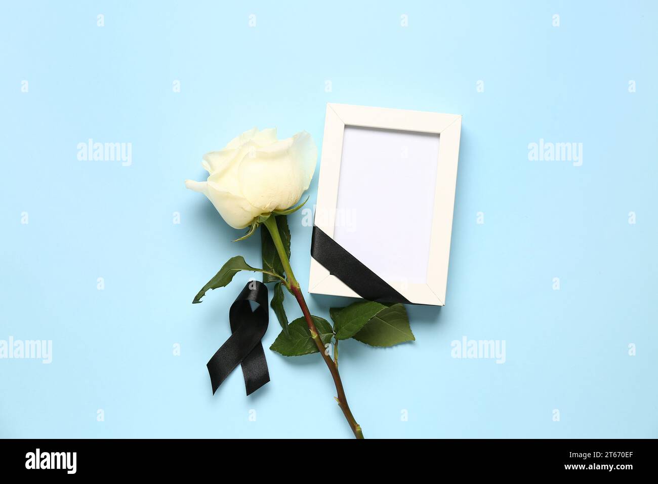 White rose with black ribbon and photo frame on blue background Stock ...