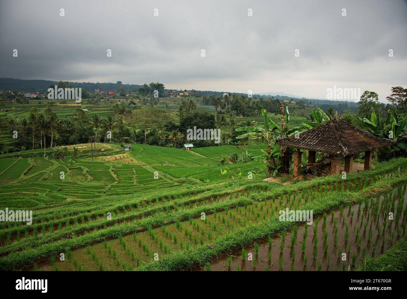 Scenic view of beautiful rice fields in Indonesia Stock Photo - Alamy