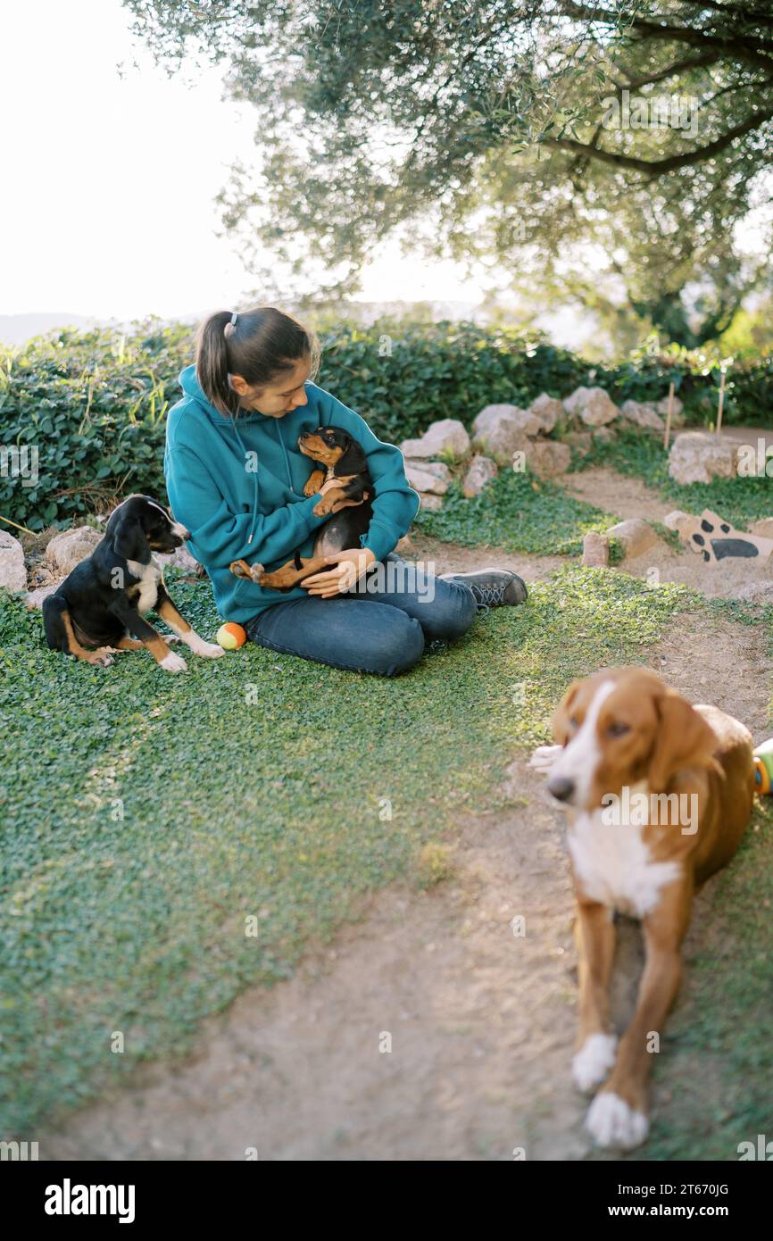 Big dog sitting on lap hi-res stock photography and images - Alamy