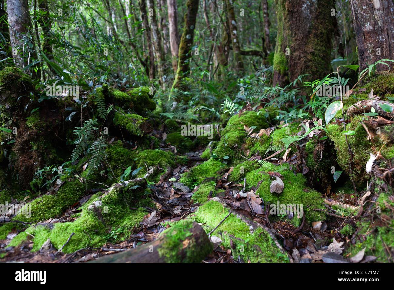 Trail in rainforest. Moss covered trees in tropical jungle. Hike to ...
