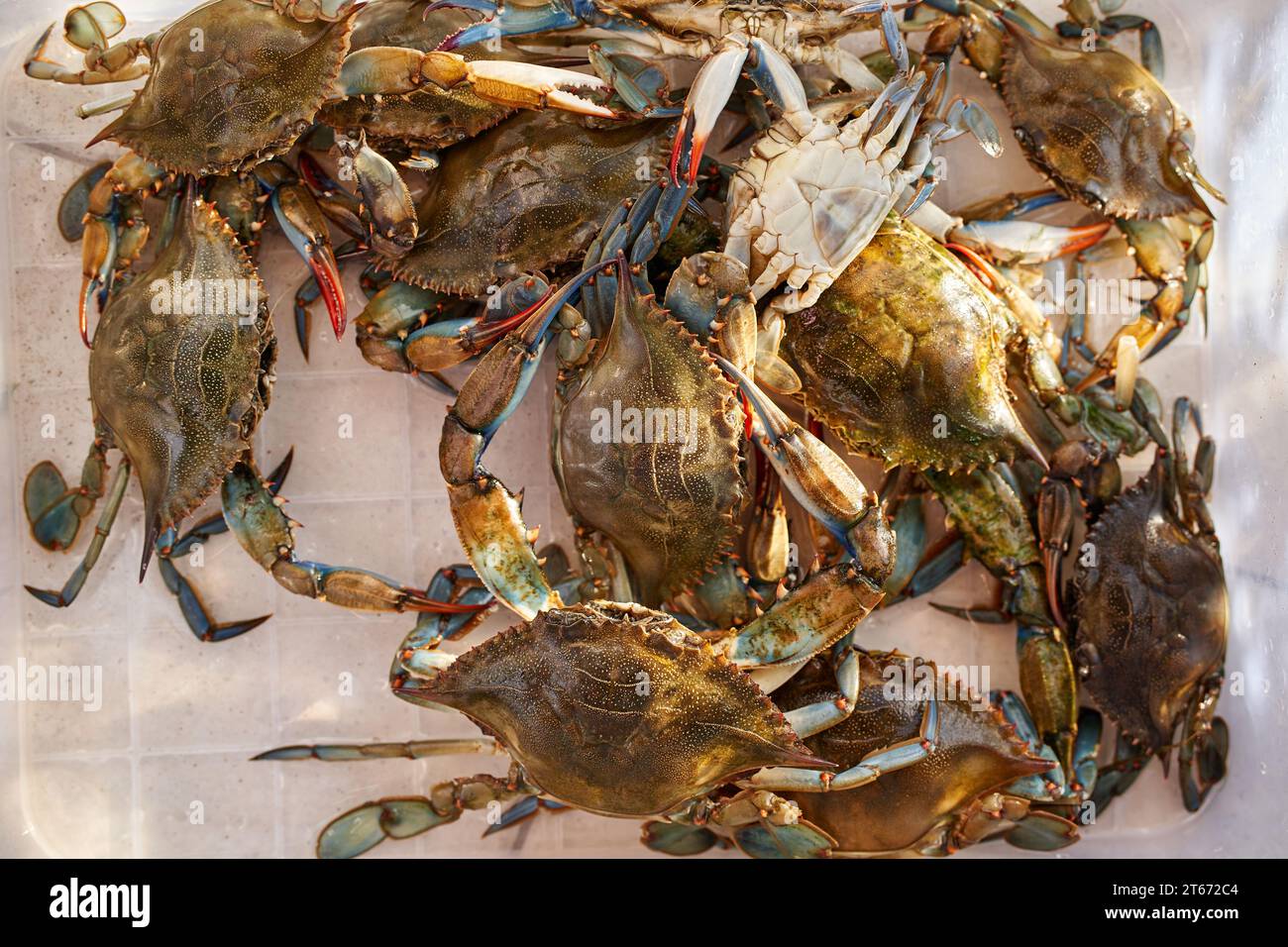 Large live green crabs in a box. Top view Stock Photo - Alamy