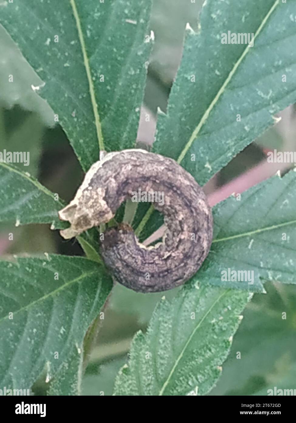 Caterpillar pest eating cannabis leaves. Diseases and pests of hemp ...