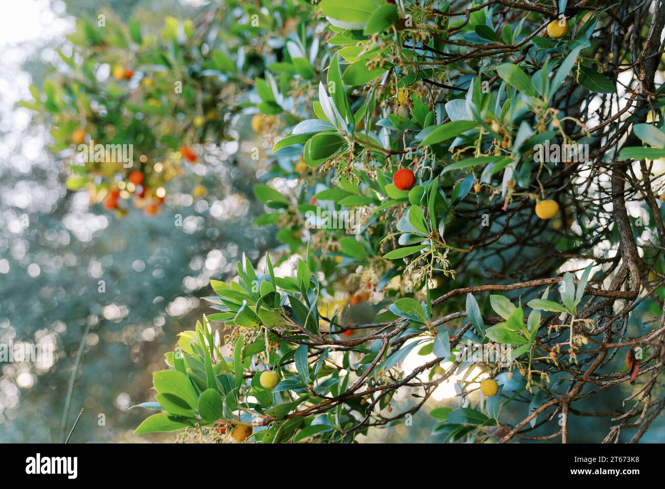 Red and yellow fruits grow on the branches of a strawberry tree in the ...
