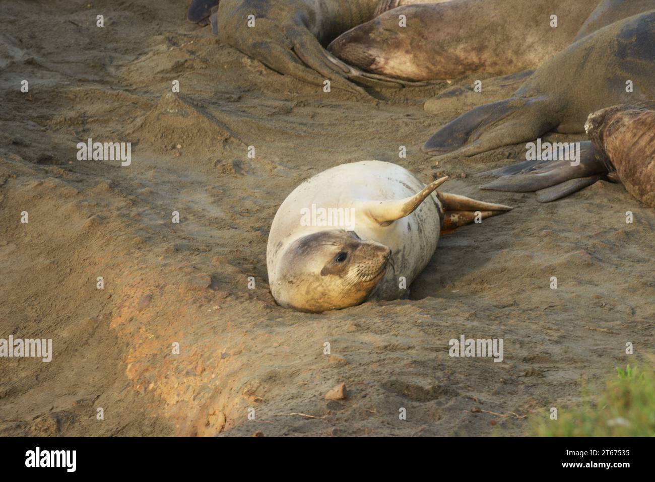 Elephant seals beached at San Simeon, known as Piedras Blancas Elephant ...