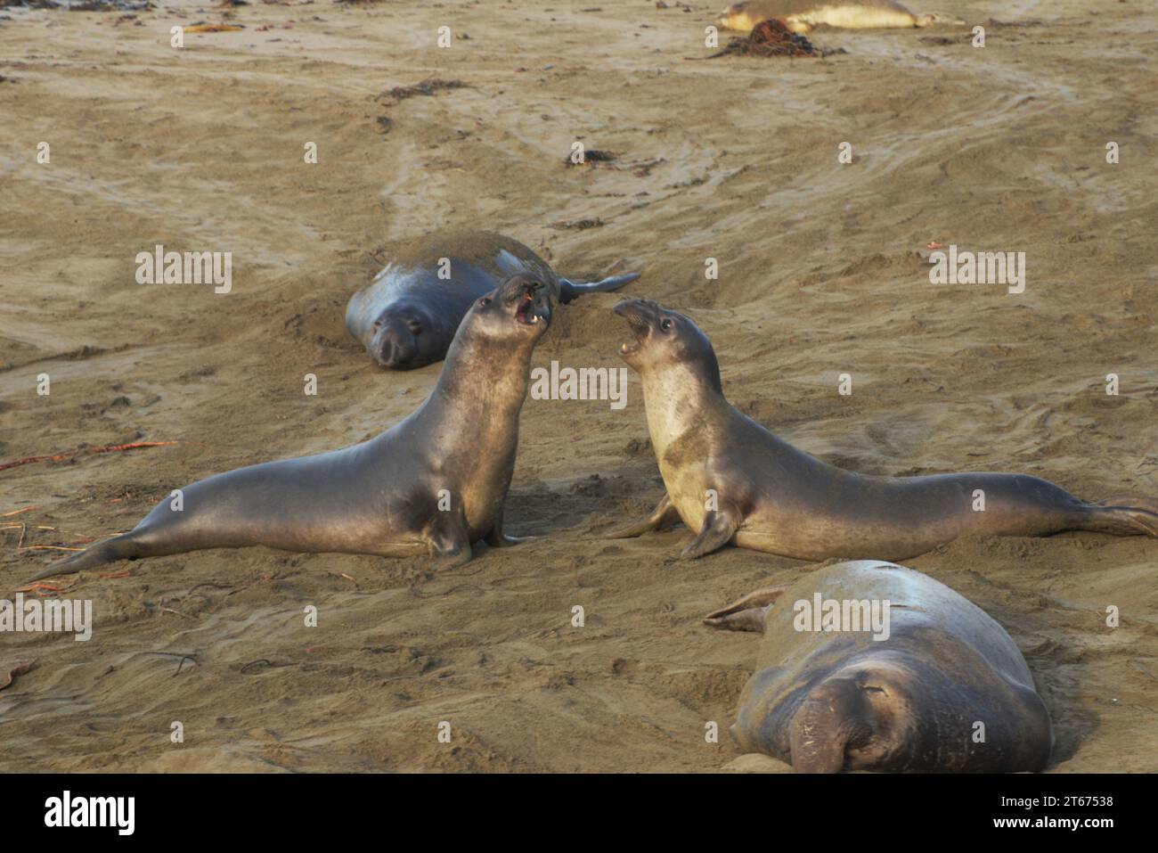 Elephant seals beached at San Simeon, known as Piedras Blancas Elephant ...