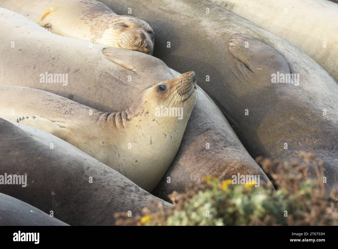 Elephant seals beached at San Simeon, known as Piedras Blancas Elephant ...