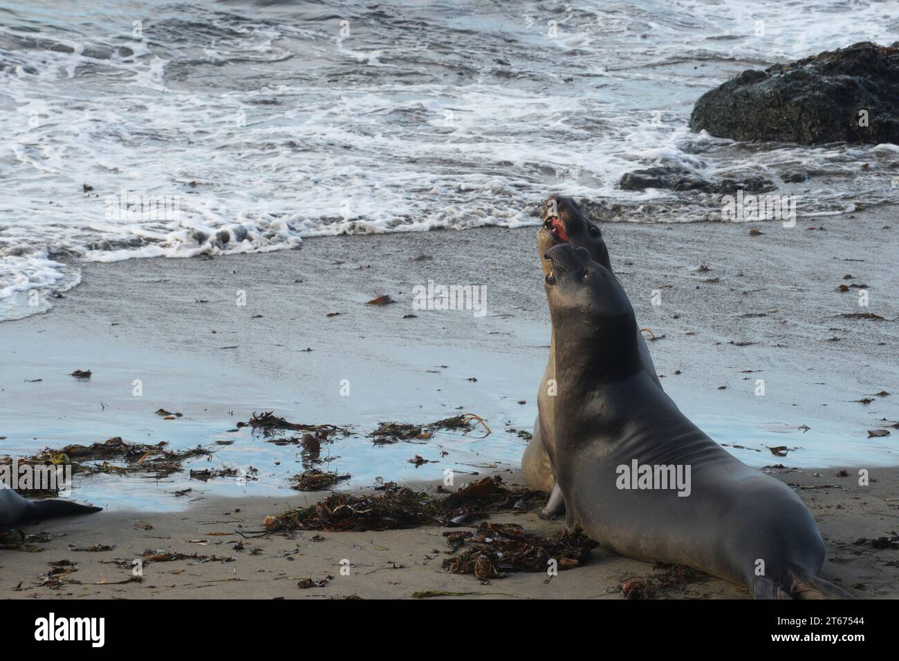 Elephant seals beached at San Simeon, known as Piedras Blancas Elephant ...