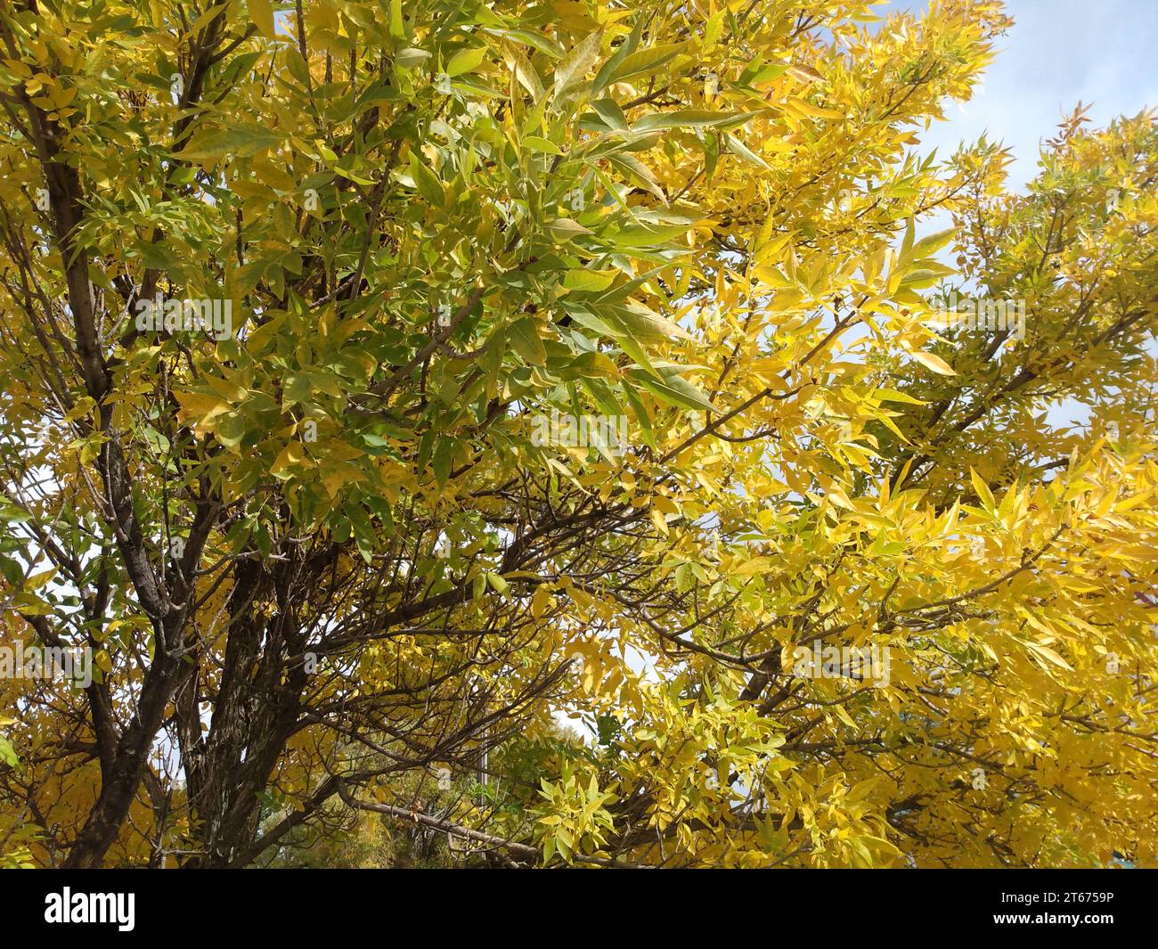 Arizona Ash Tree in Autumn Colors Stock Photo - Alamy