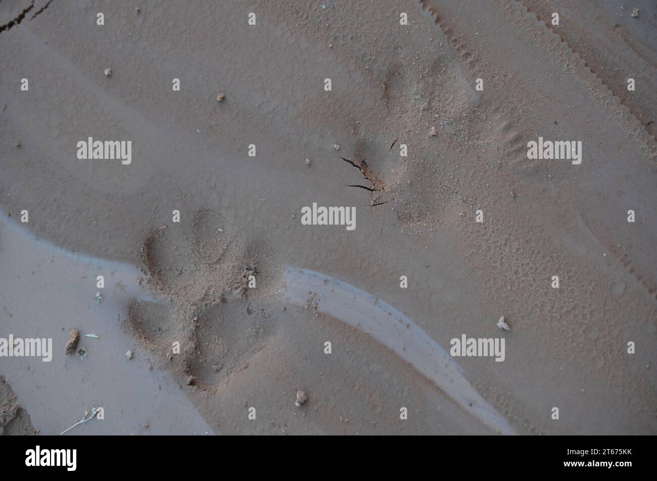 Bobcat Tracks in a Stream Bed Stock Photo - Alamy