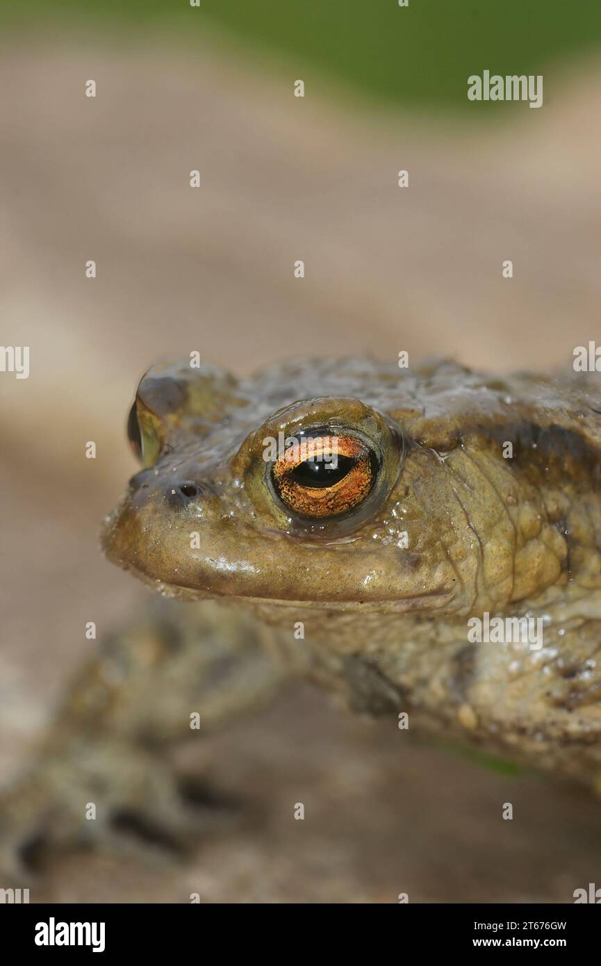 Natural vertical closeup on the head of a male Common Europeean toad ...