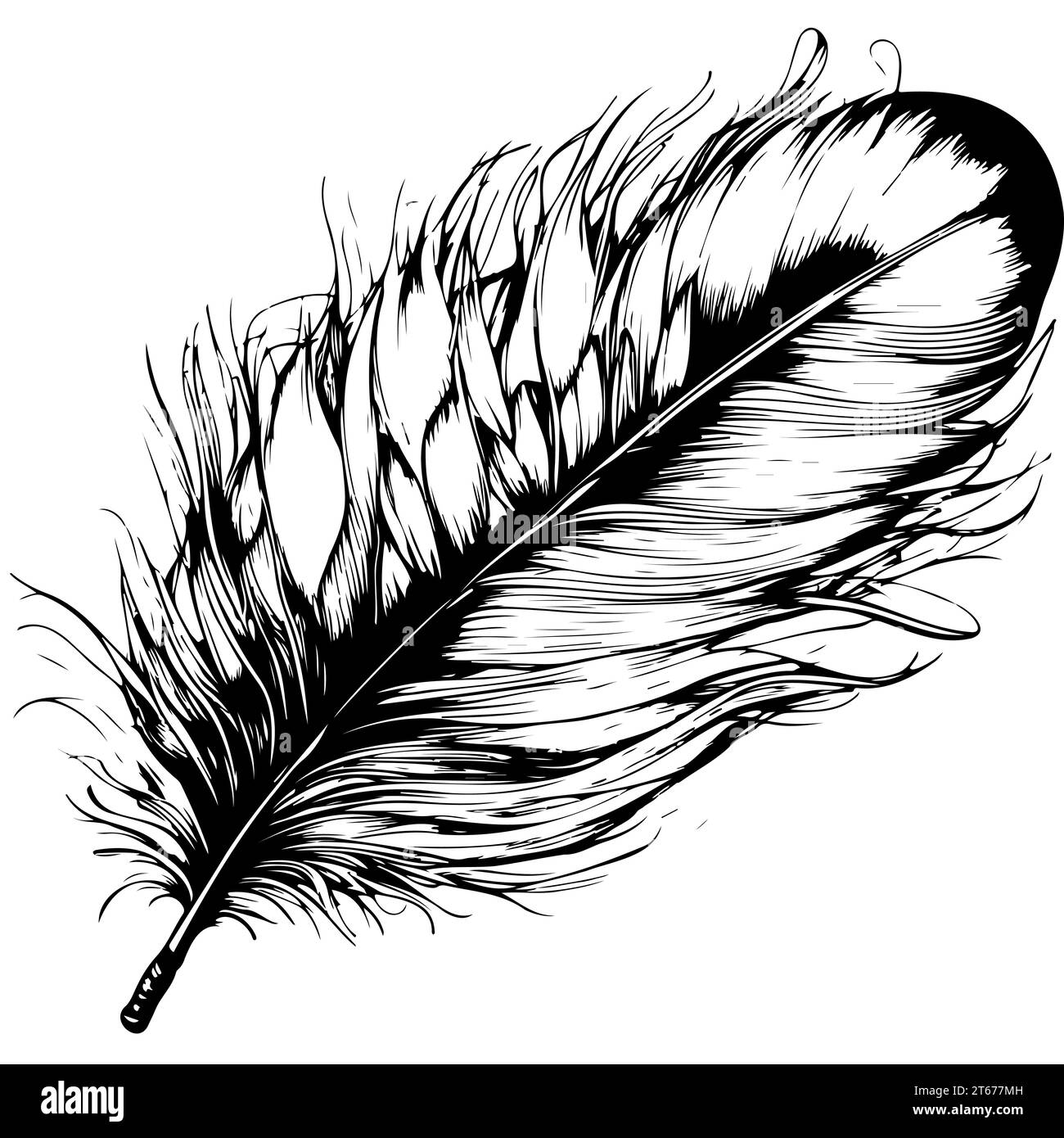 outline feathers vector sketch black and white line art hand drawn ...