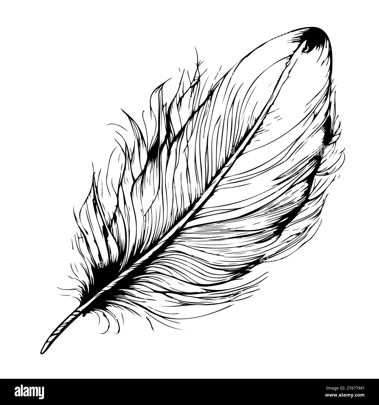 outline feathers vector sketch black and white line art hand drawn ...