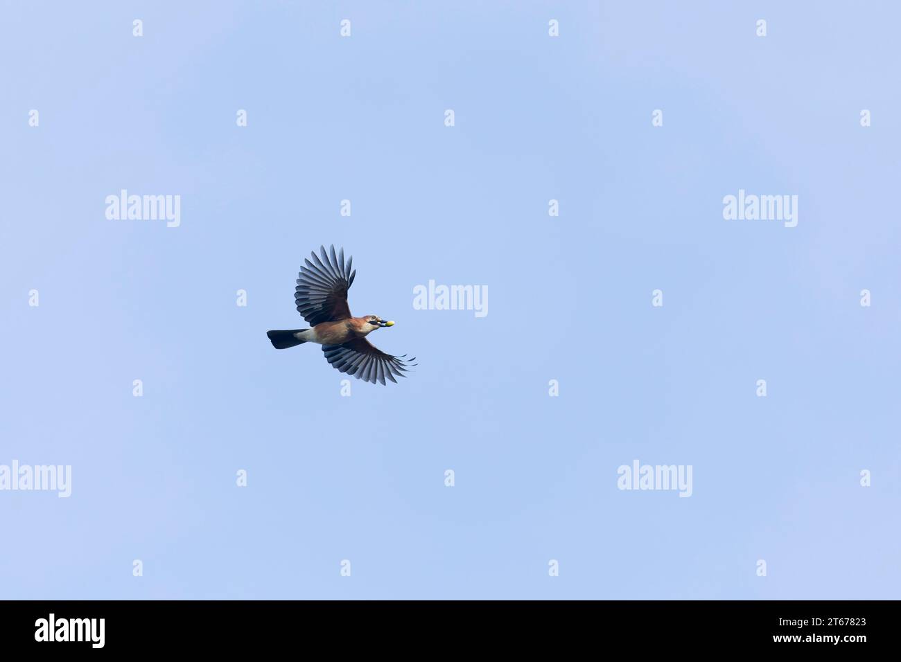 Eurasian jay flying hi-res stock photography and images - Alamy