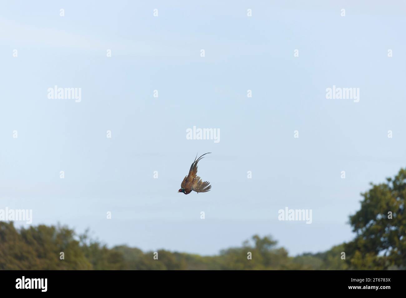 Common pheasant Phasianus colchicus, adult male losing control of ...