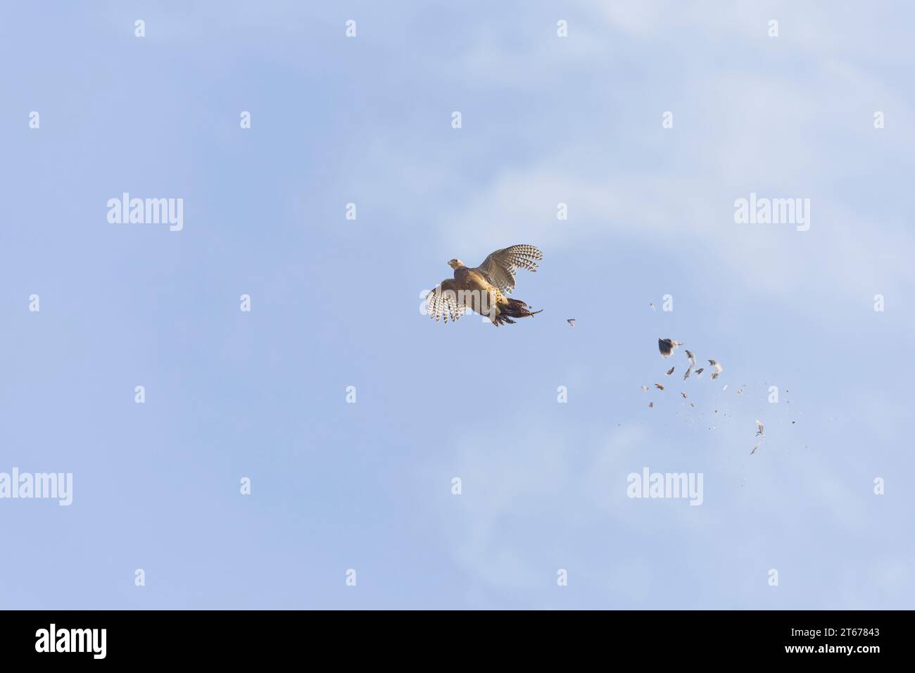 Common pheasant Phasianus colchicus, adult female flying with feathers ...