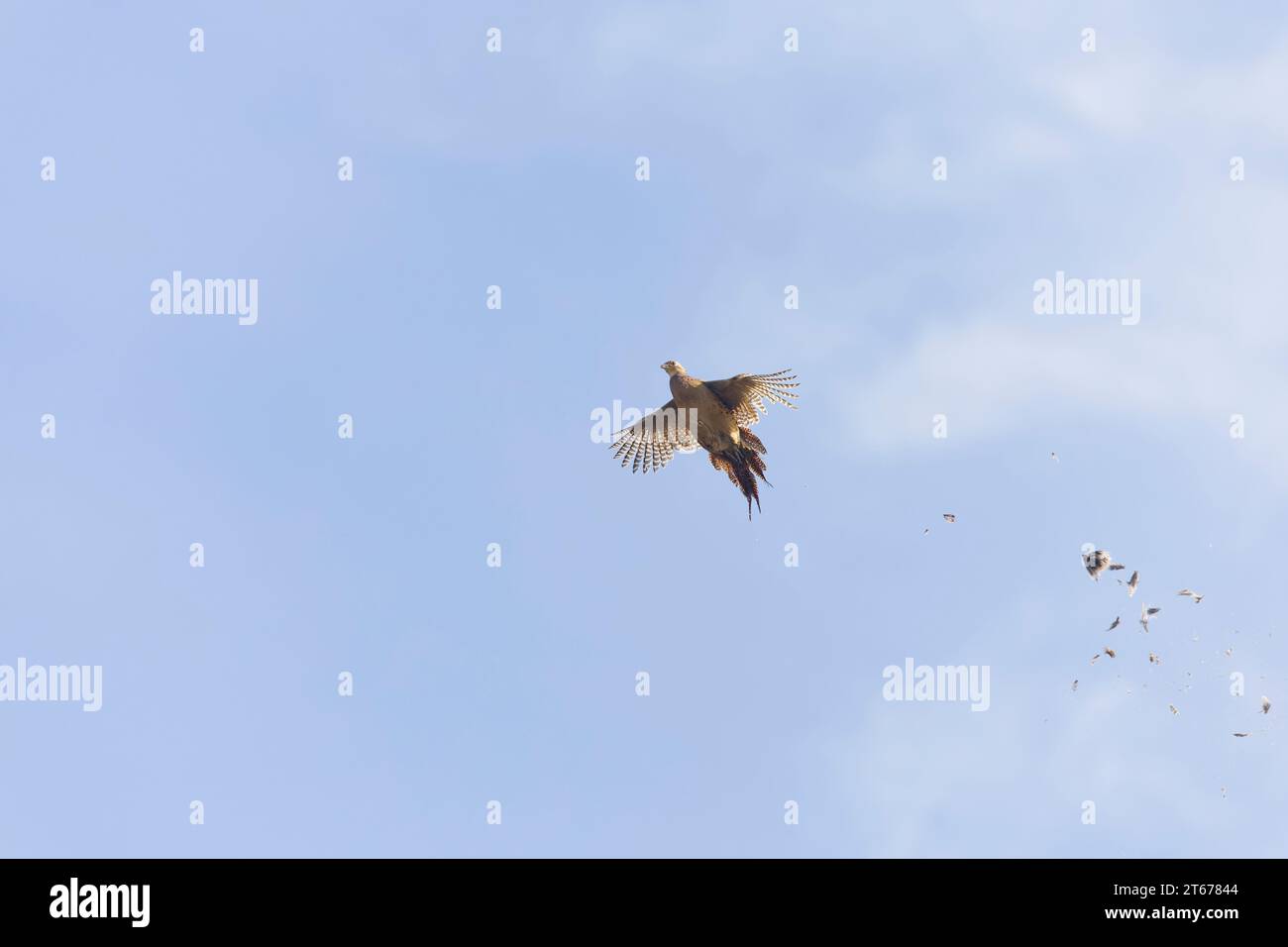 Common pheasant Phasianus colchicus, adult female flying with feathers ...