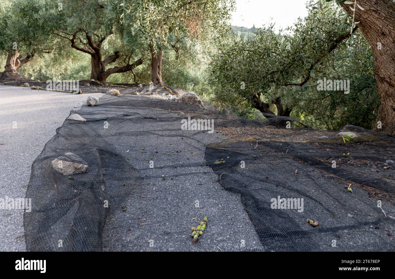 Nets spread out at the base of olive trees to harvest the ripe olives ...
