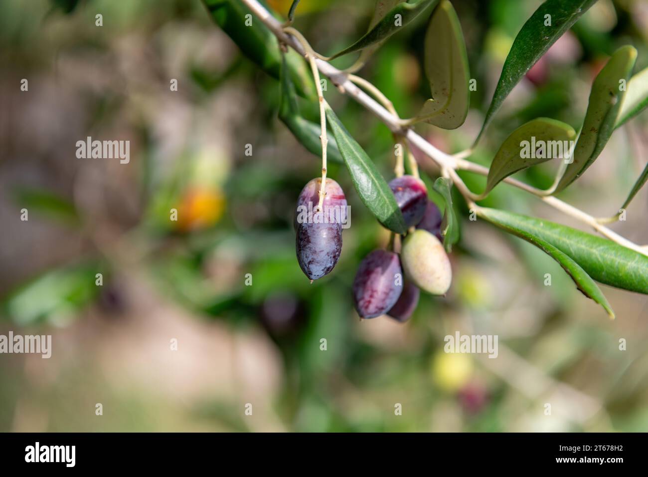Ripe olives growing on an olive tree ready for harvesting Stock Photo ...