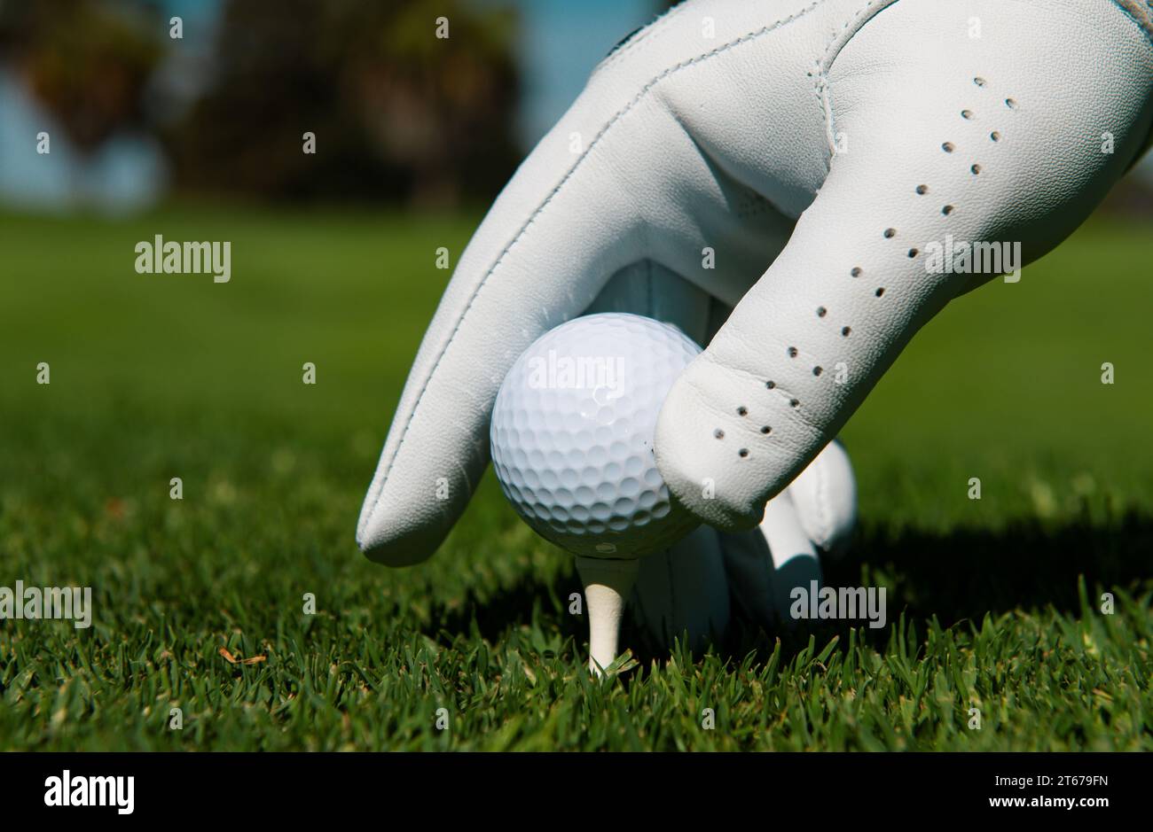 Hand putting golf ball on tee in golf course. Golf ball in grass. Golf ...