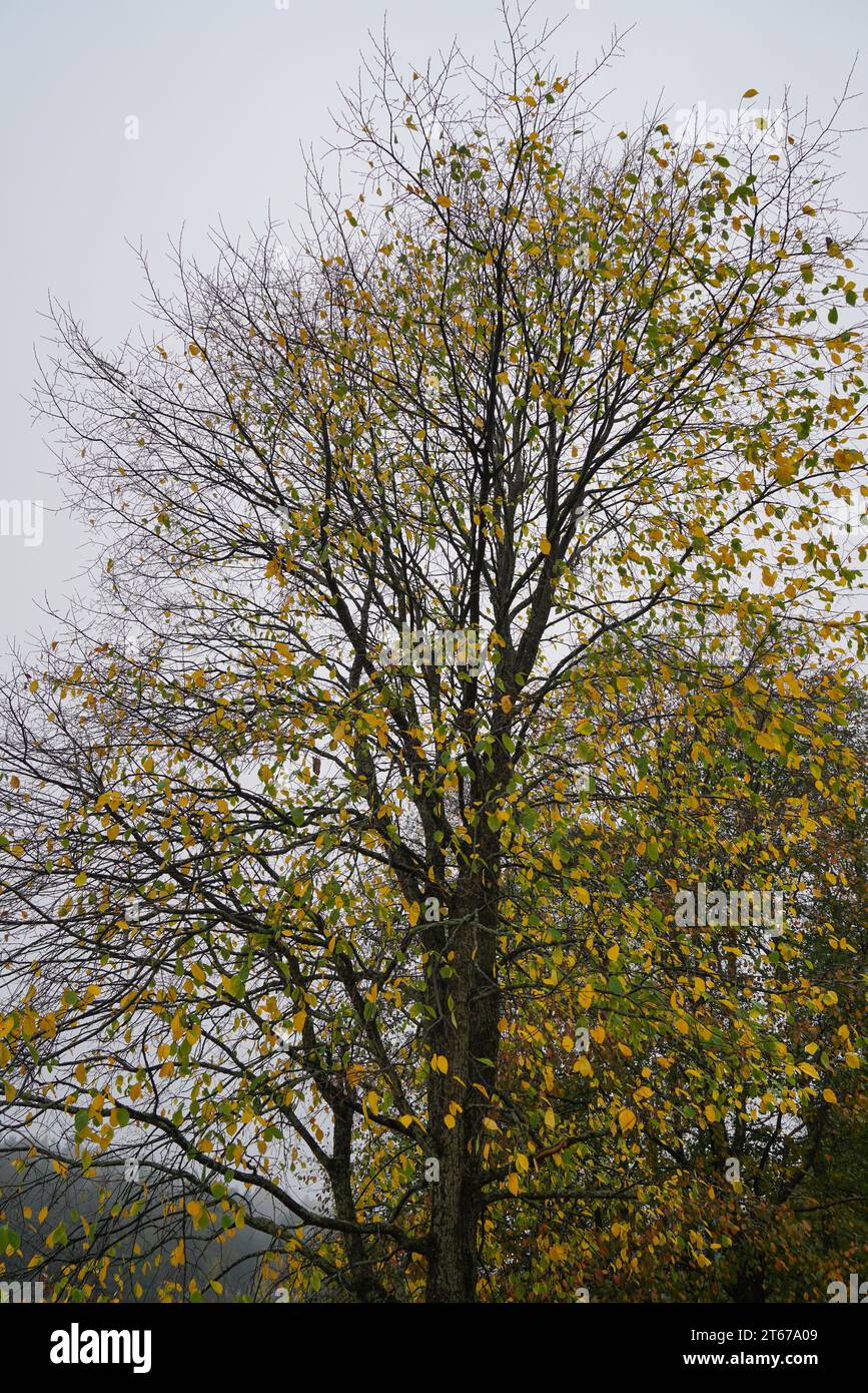 tree with half-fallen yellow-green leaves. autumn leaves on a gray sky ...