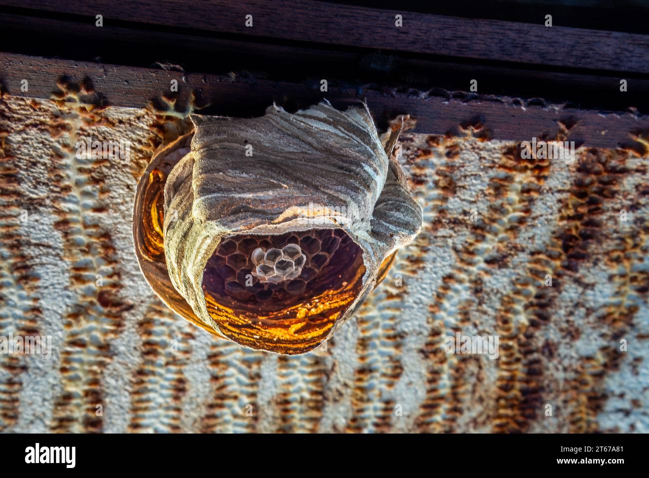 An empty paper wasp nest under the roof in south of France Stock Photo ...