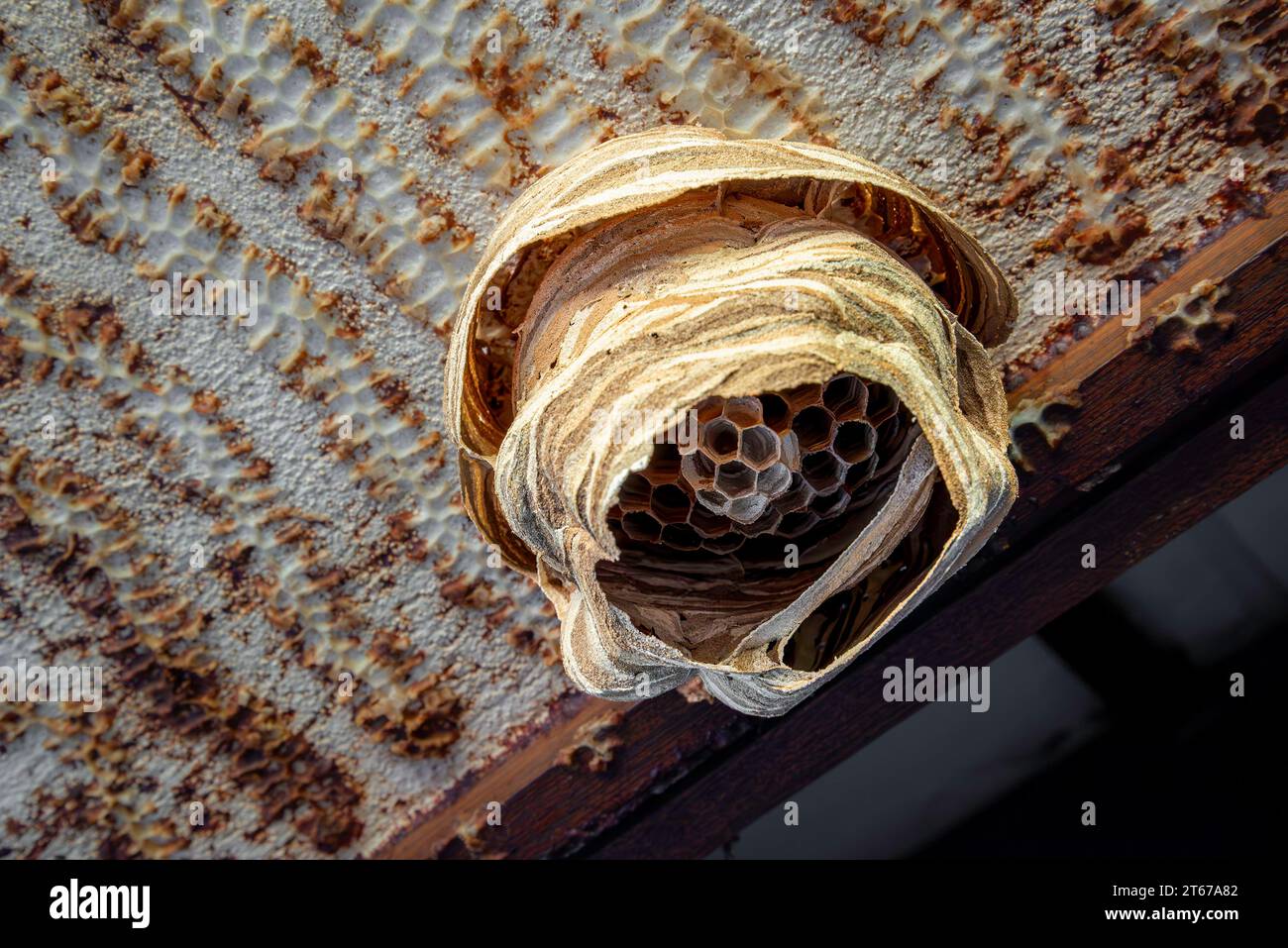 An empty paper wasp nest under the roof in south of France Stock Photo ...
