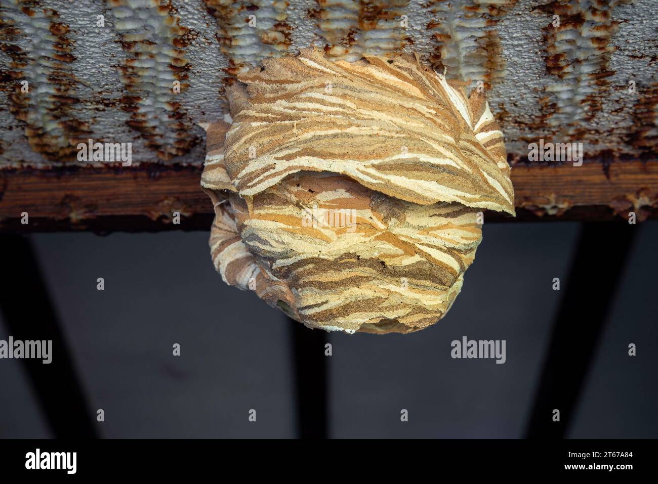An empty paper wasp nest under the roof in south of France Stock Photo ...