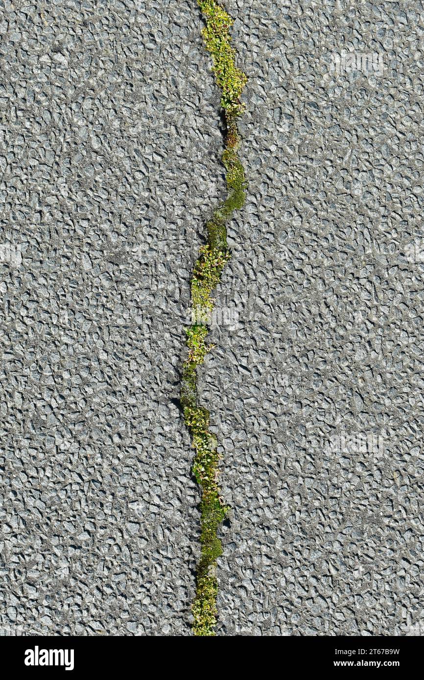 Crack asphalt moss not weeds not grass hi-res stock photography and ...