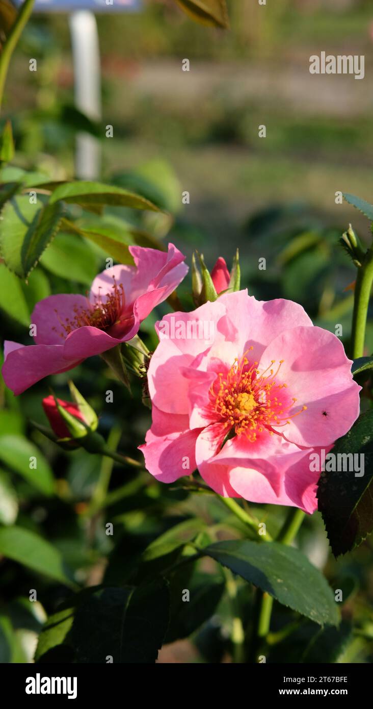 Roses in garden in Saverne Stock Photo - Alamy