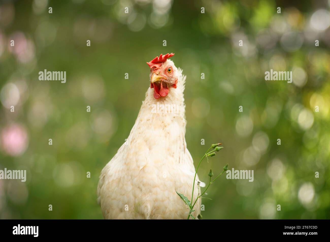 hen in nature background Stock Photo - Alamy