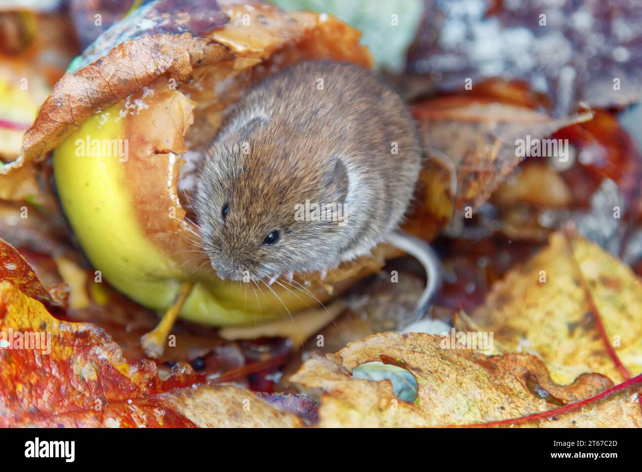 Horticulture. Voles feed on apples fallen from tree in garden until ...