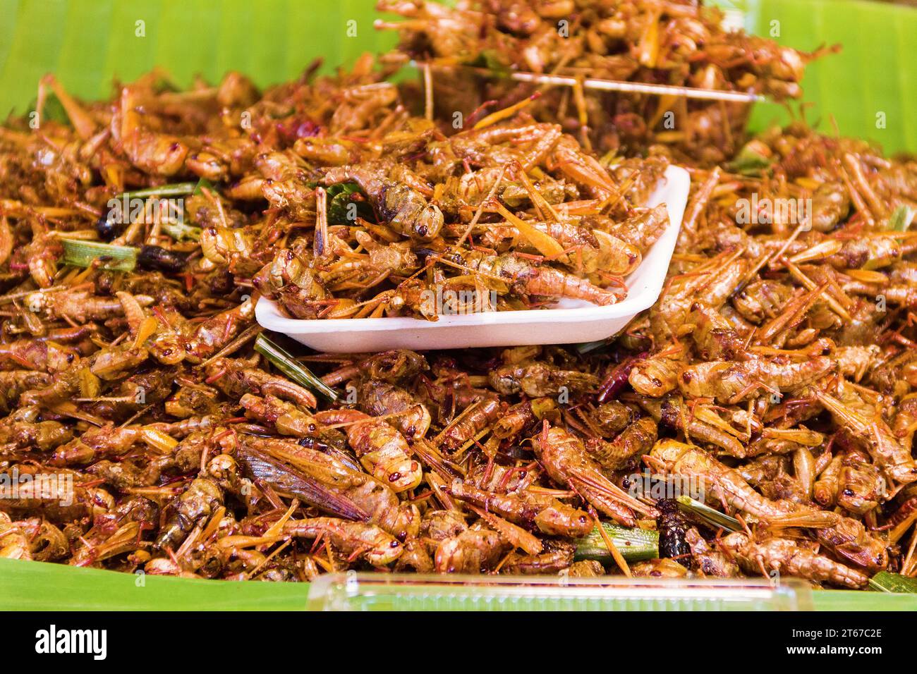 Exotic Asian food. Thai ancient cuisine. Fried insect, Bombay locust ...