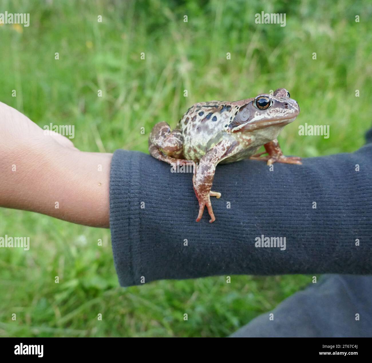 Adult amphibia amphibian amphibious animal hi-res stock photography and ...