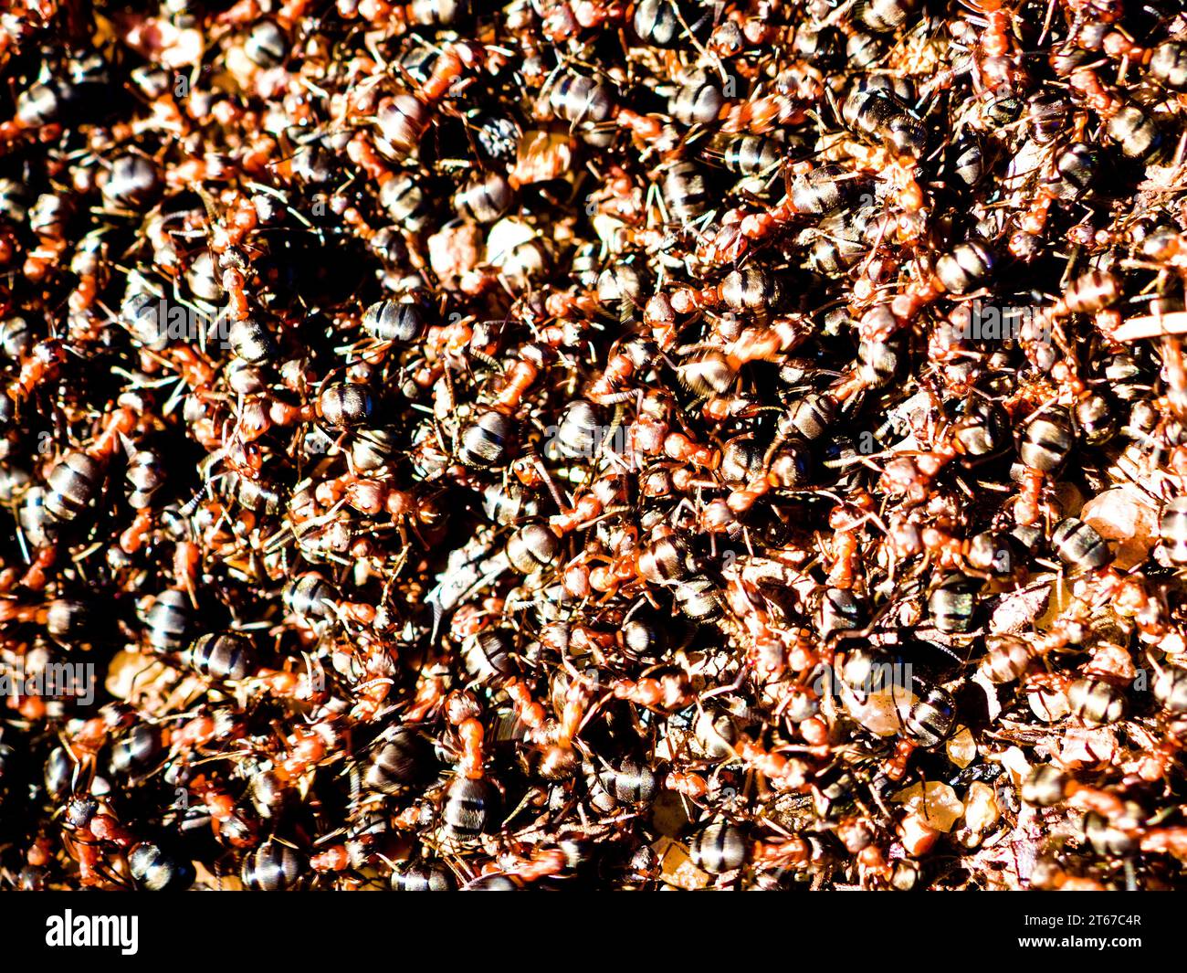 Anthill red ants on sunny hi-res stock photography and images - Alamy