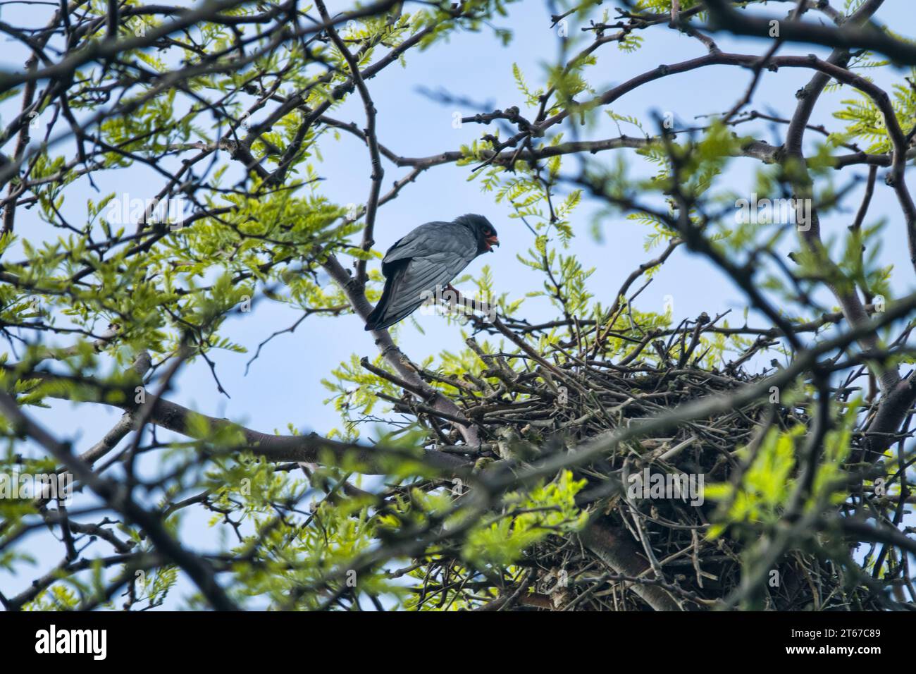 Red-footed falcon (Falco vespertinus) nesting in a colony of rooks. The ...