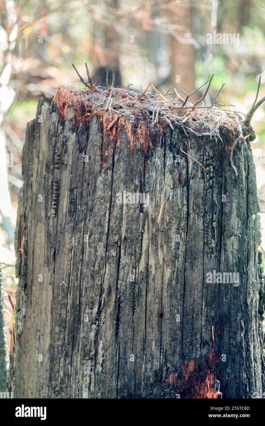 Fire-damaged forest boreal forests. Burnt boreal forests. Wildfire low ...