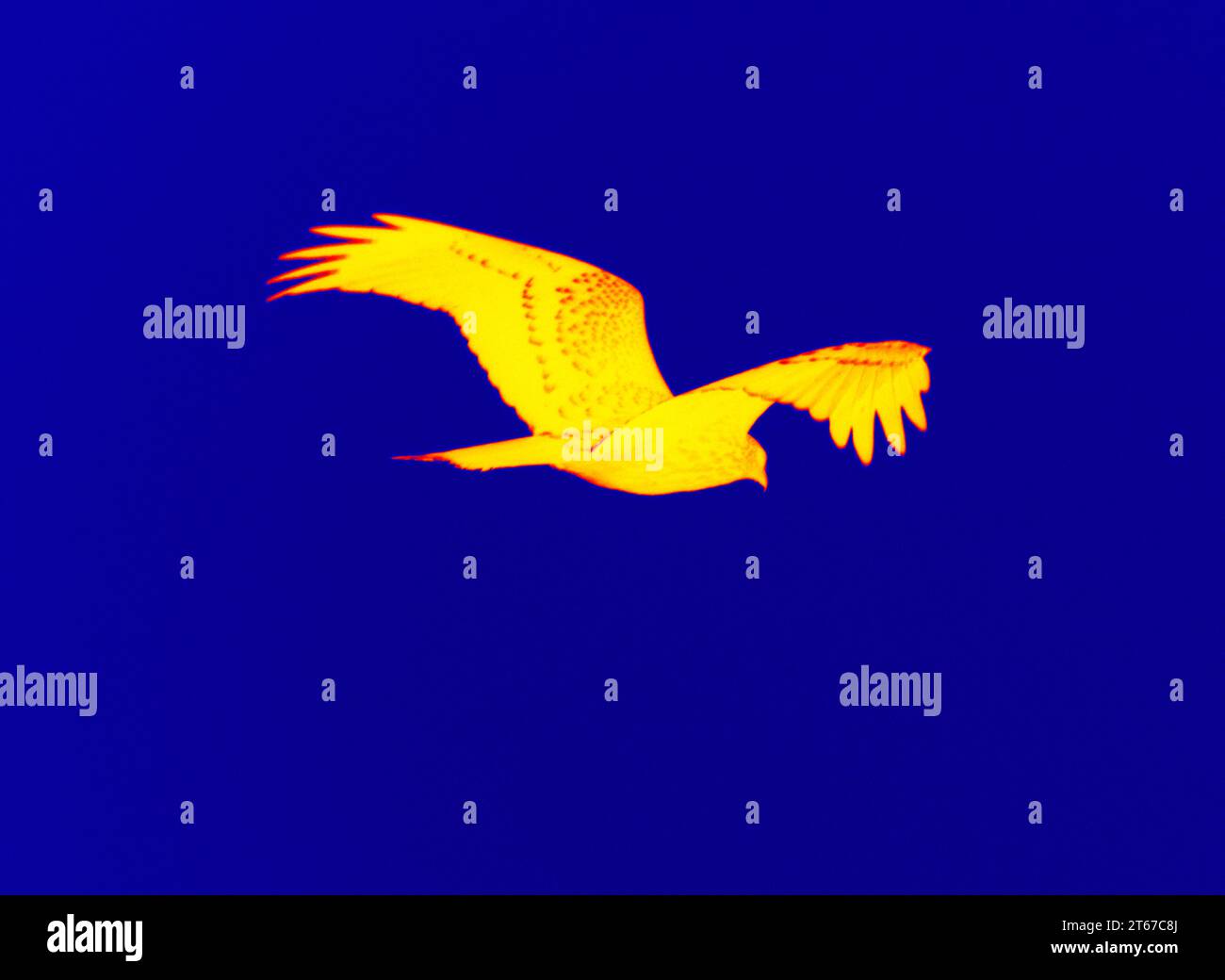 A flying bird of prey. Illustration of thermal image Stock Photo - Alamy