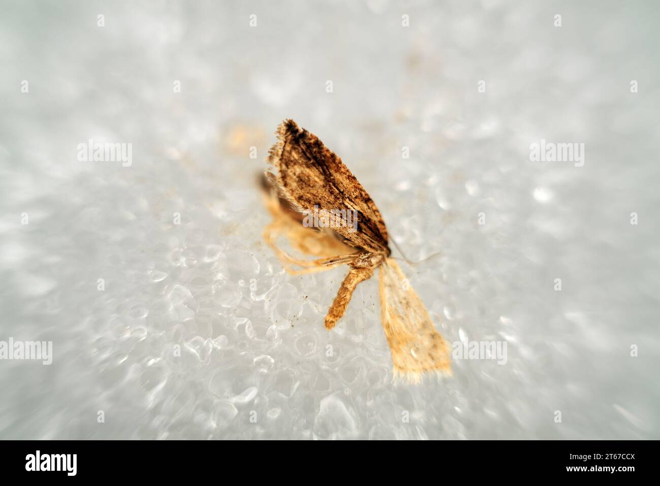An early moth in the snow, died from the cold Stock Photo - Alamy